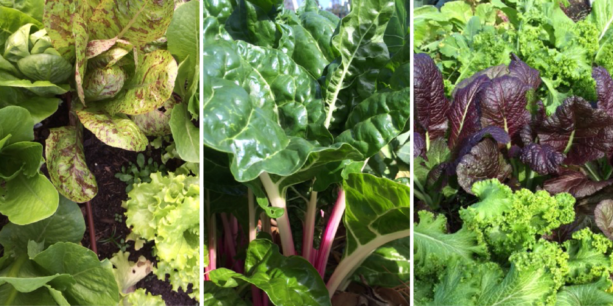 Learn to Grow Fall Vegetables,Organically! | The Woodlands Township ...