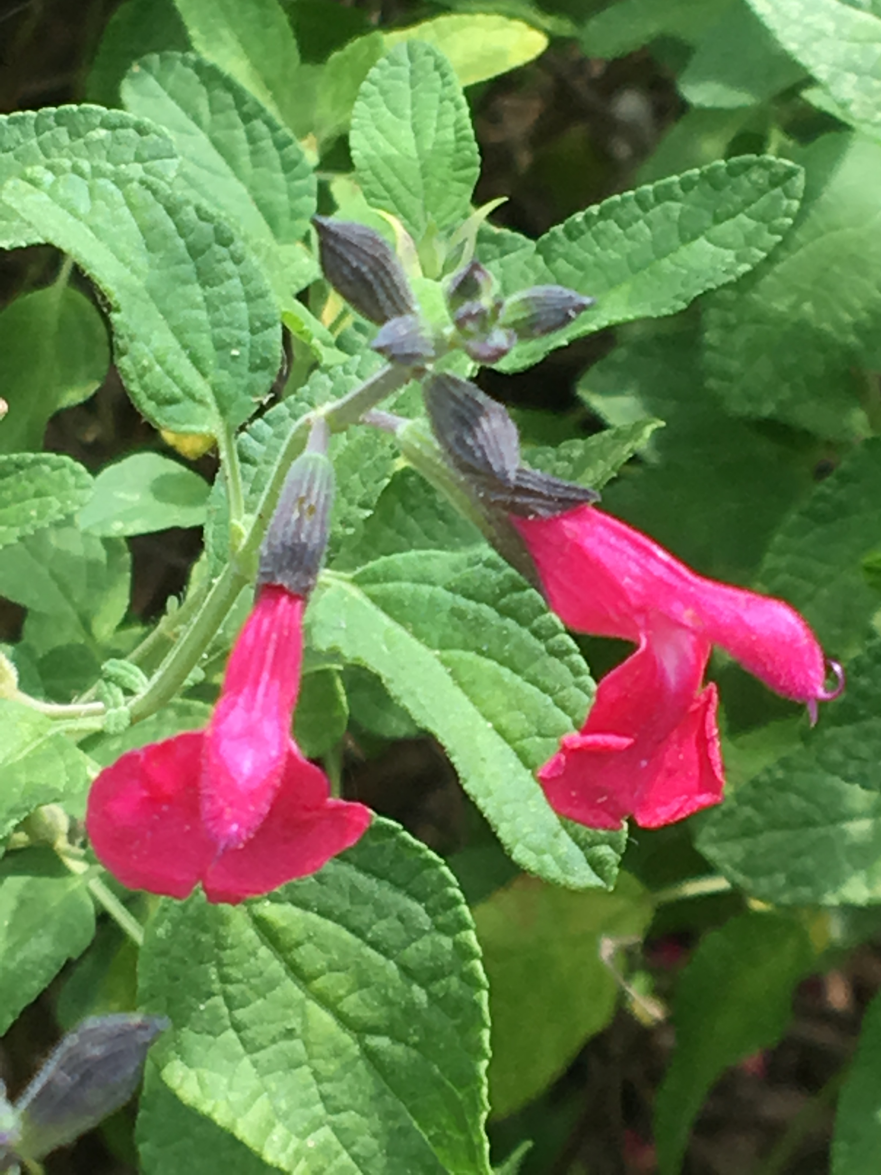 Salvia