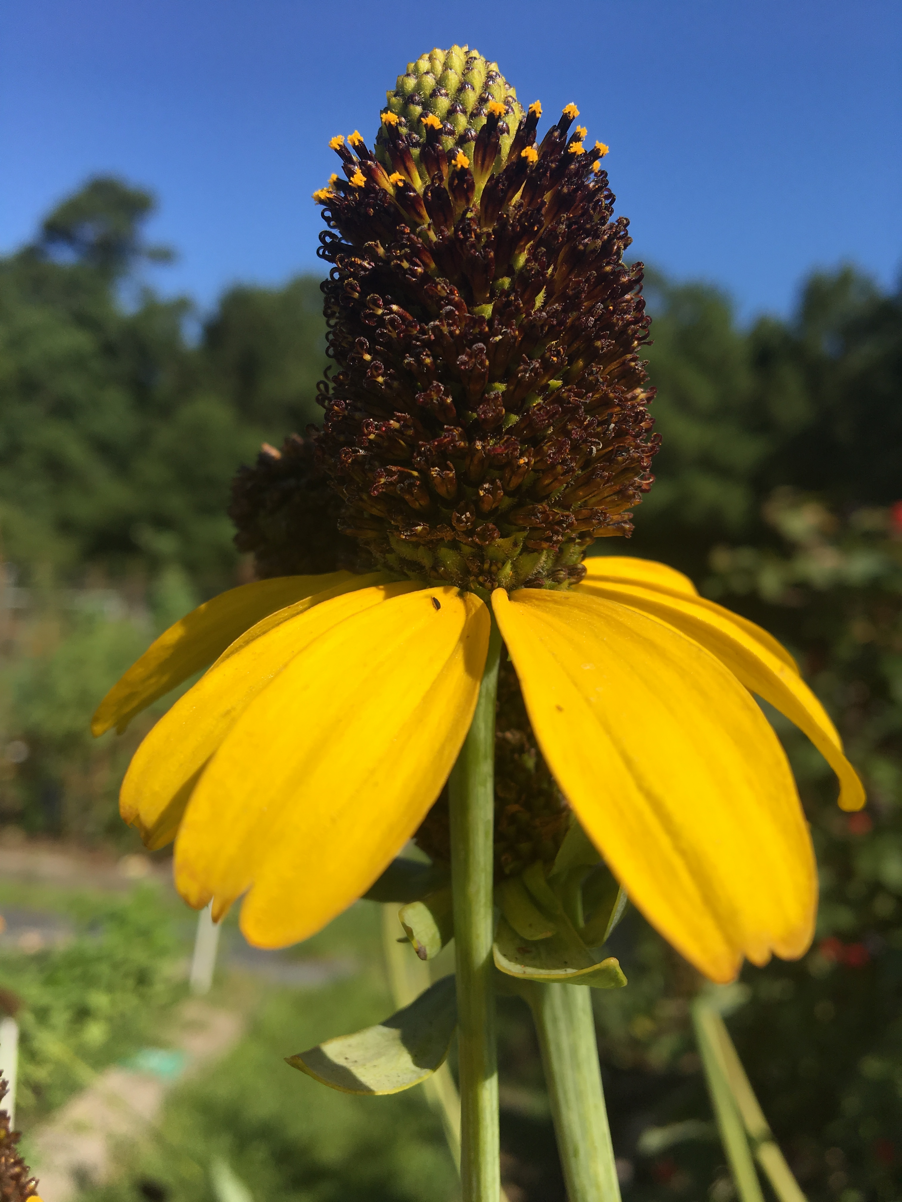 Giant Coneflower: Taking your garden to new heights – Earthwise ...