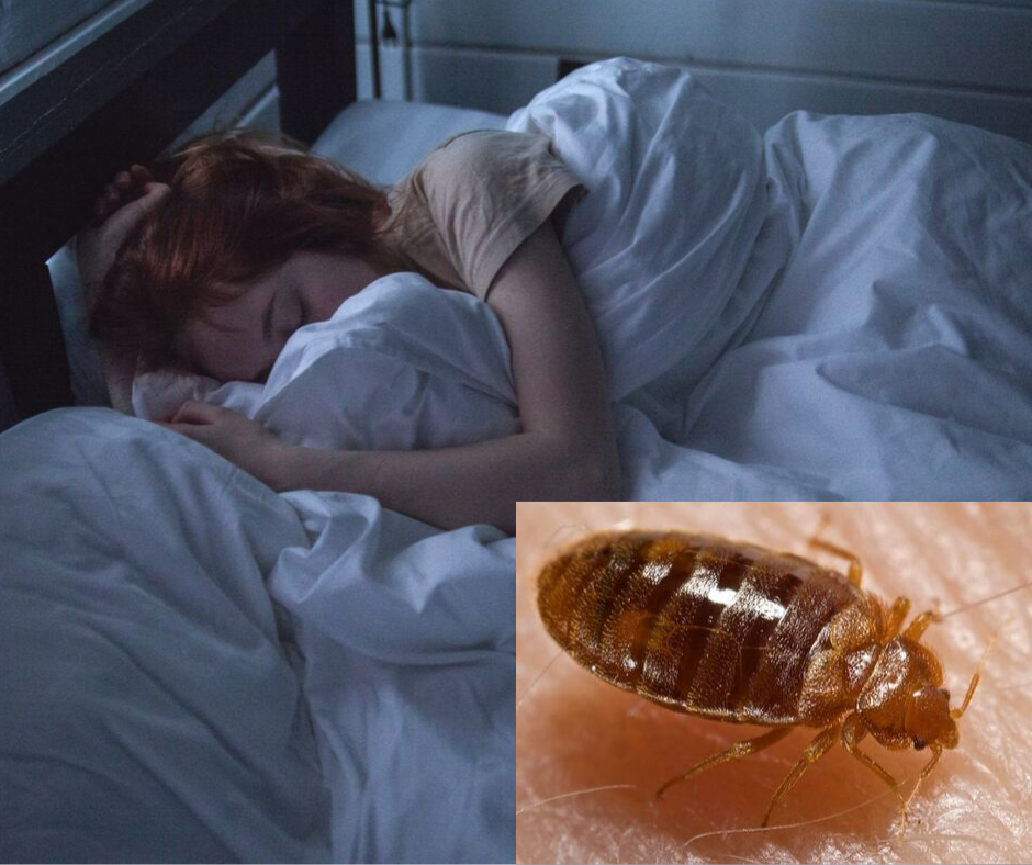 Just in time for Halloween: vampires, zombies and other ghoulish bugs ...