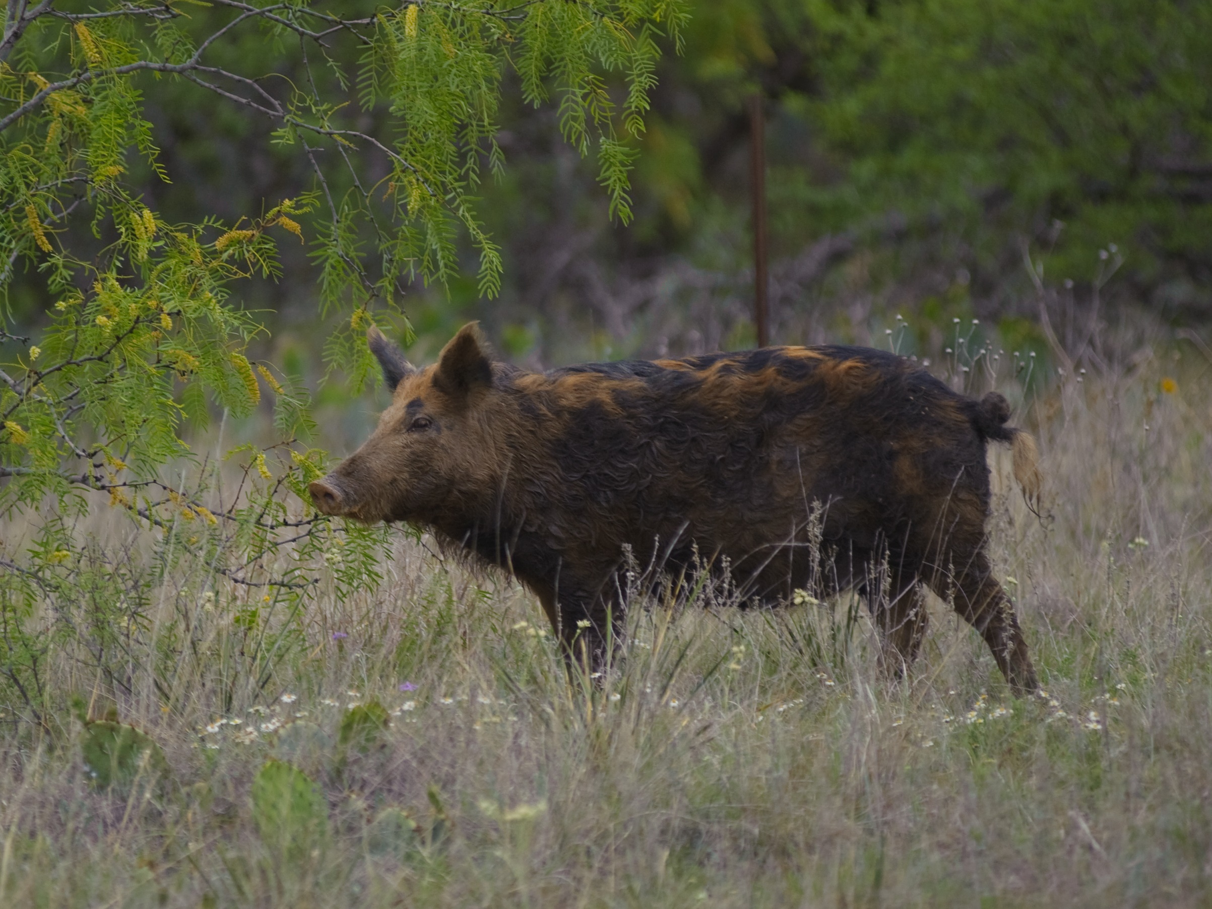 Creature Feature: Feral Hogs | The Woodlands Township Environmental ...