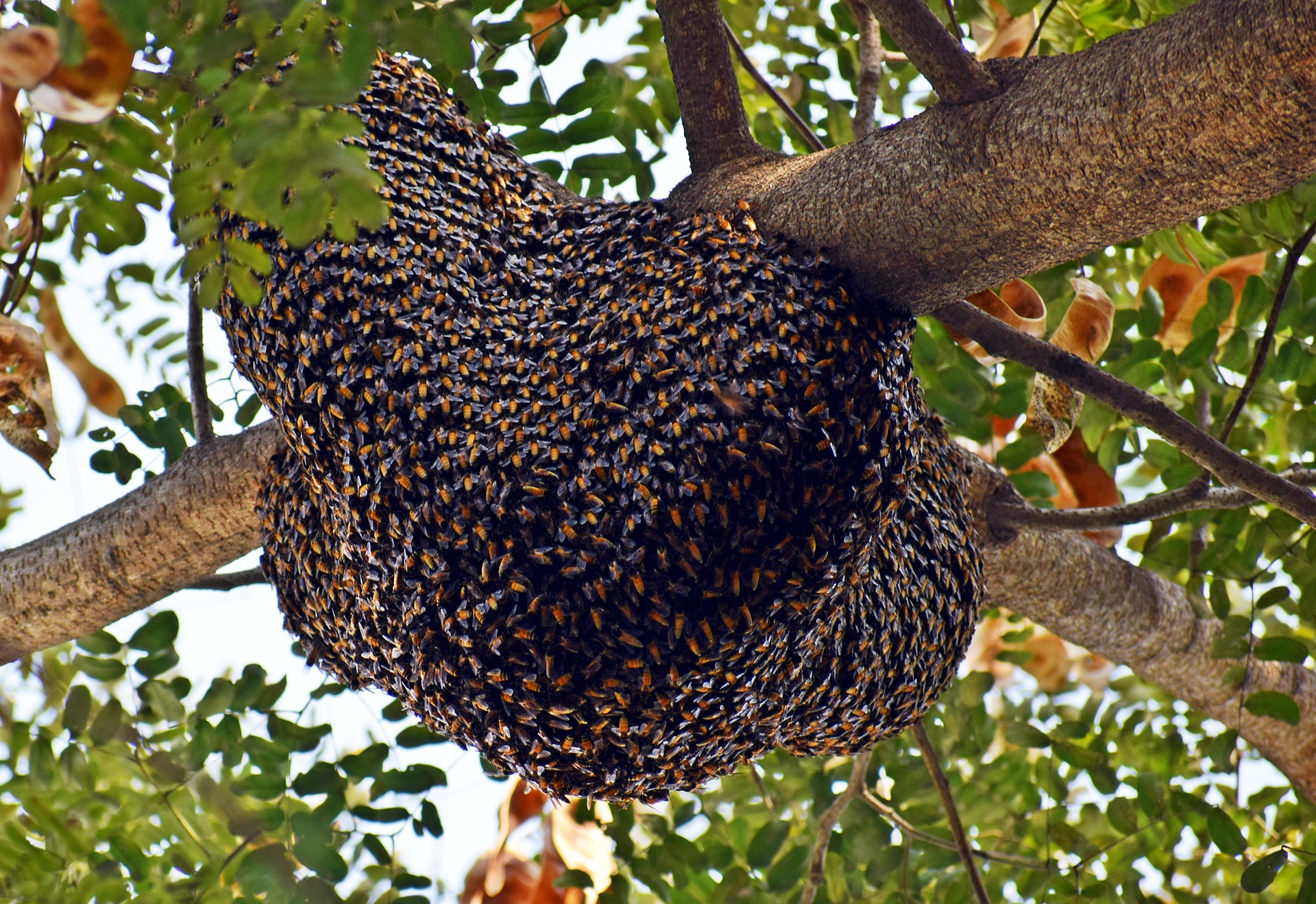 bee-nest – Earthwise: Environmental Services Resources