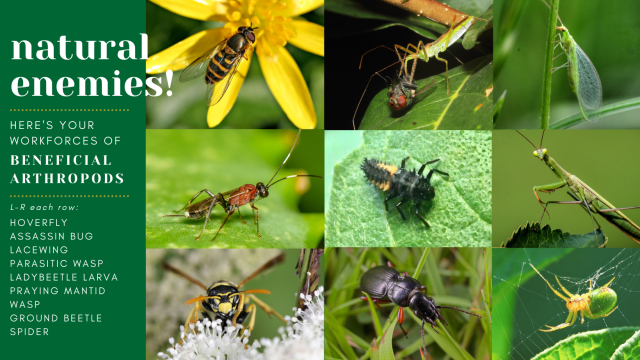 Insects Examples