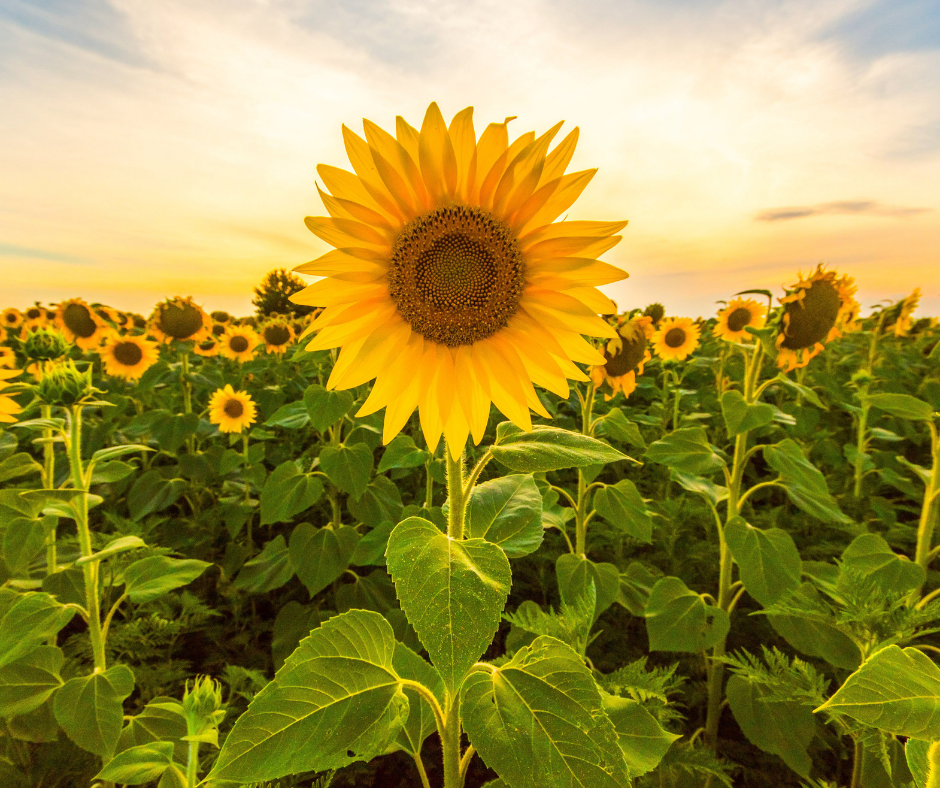 It’s the Year of the Sunflower: 2021 – Earthwise: Environmental ...
