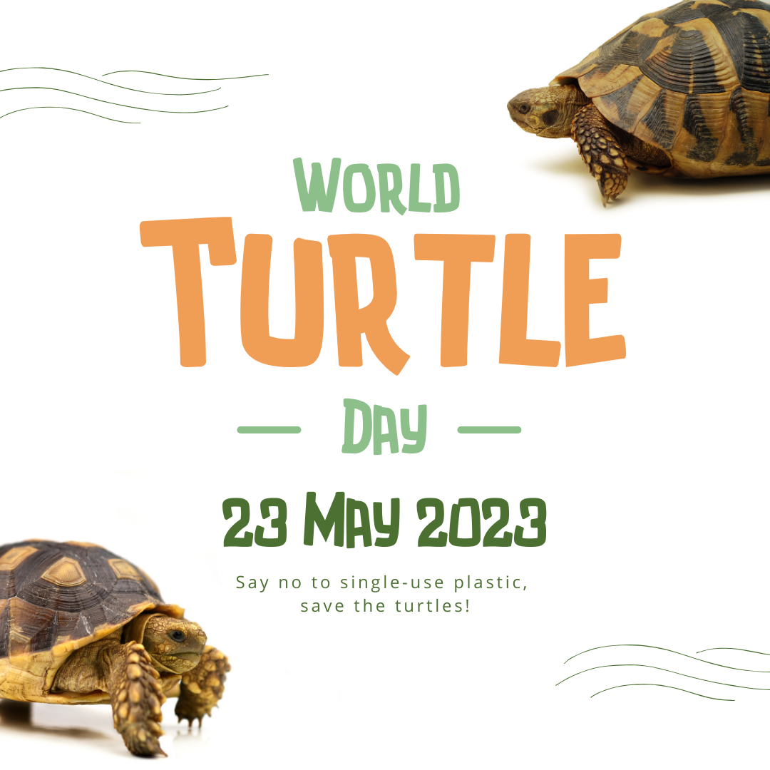 Creature Feature Turtle Earthwise Environmental Services Resources