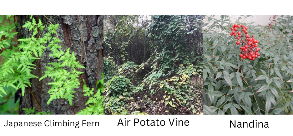 Protect Our Forests From Invasive Species: Learn How You Can Help ...